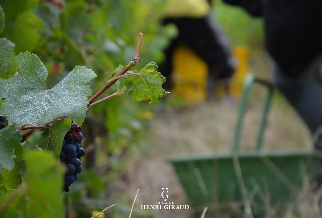Henri Giraud Ratafia Champenois Solera 1990-2016 亨利•吉羅香檳區 索萊拉華鶴塔菲利口葡萄酒 ...